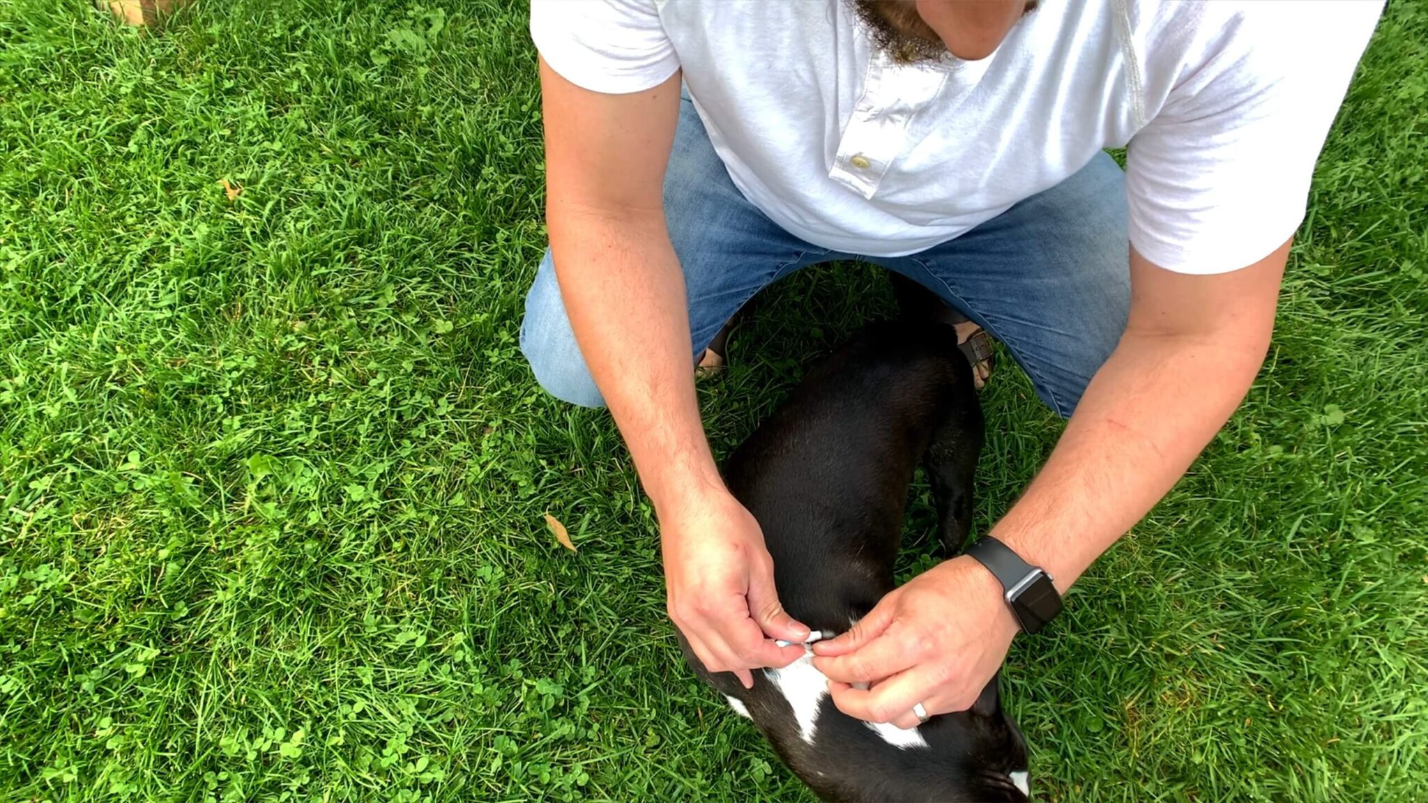 When Is It Safe to Touch My Dog After Applying K-9 Advantix II? - Pet Care